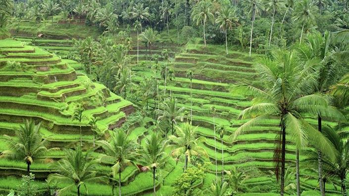 Sewa Mobil di Bali Tour Ke Ubud Rice Terrace